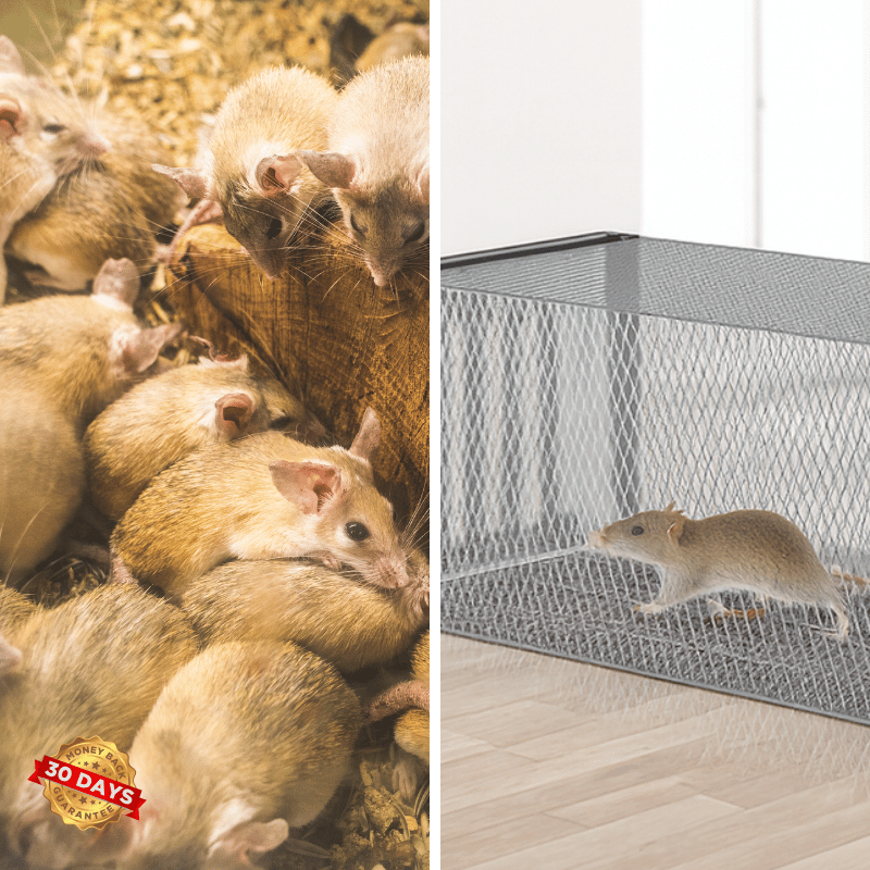 TrapGuard™ Medium Single-Door Rat Trap Cage – Humane & Effective Roden ...